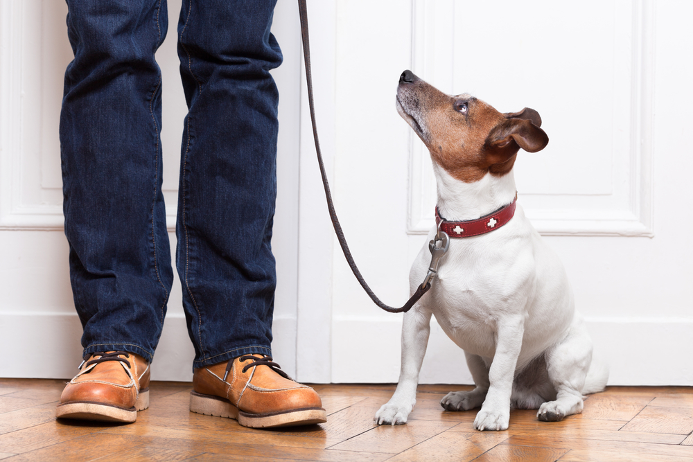 The “Look” of Love | How I Met My Dog