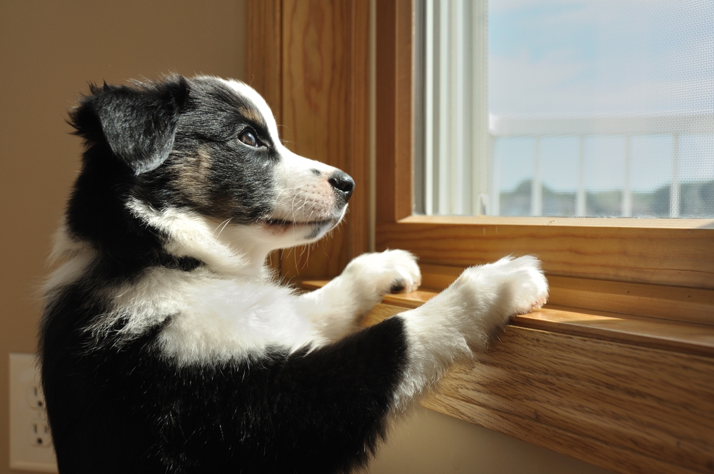 Rehoming The Right Way How I Met My Dog rehoming-the-right-way-how-i-met-my-dog