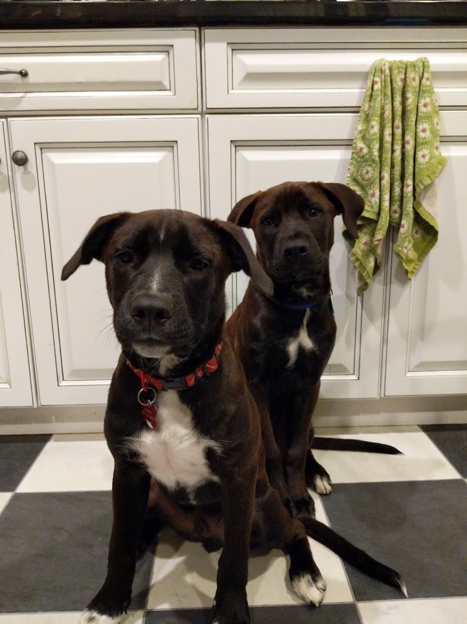 Oakley and Wilson and The Ackerman Family | How I Met My Dog